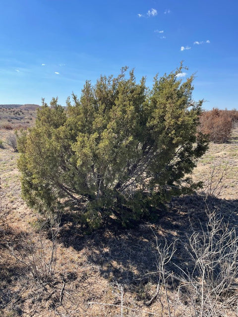 Brush Bullet - Revolutionizing Herbicide Application